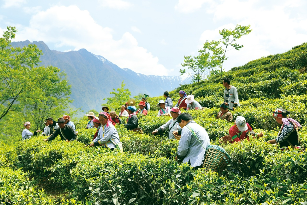 上海社会力量闯新路，让茶叶变成助力乡村振兴的“金叶子”